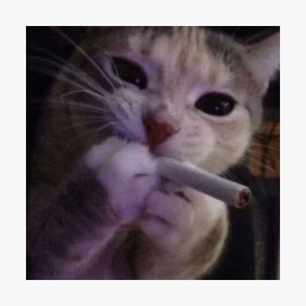 Smoking Cat Memes Create Weed Smoking Cat Meme Coin Logo Mascot