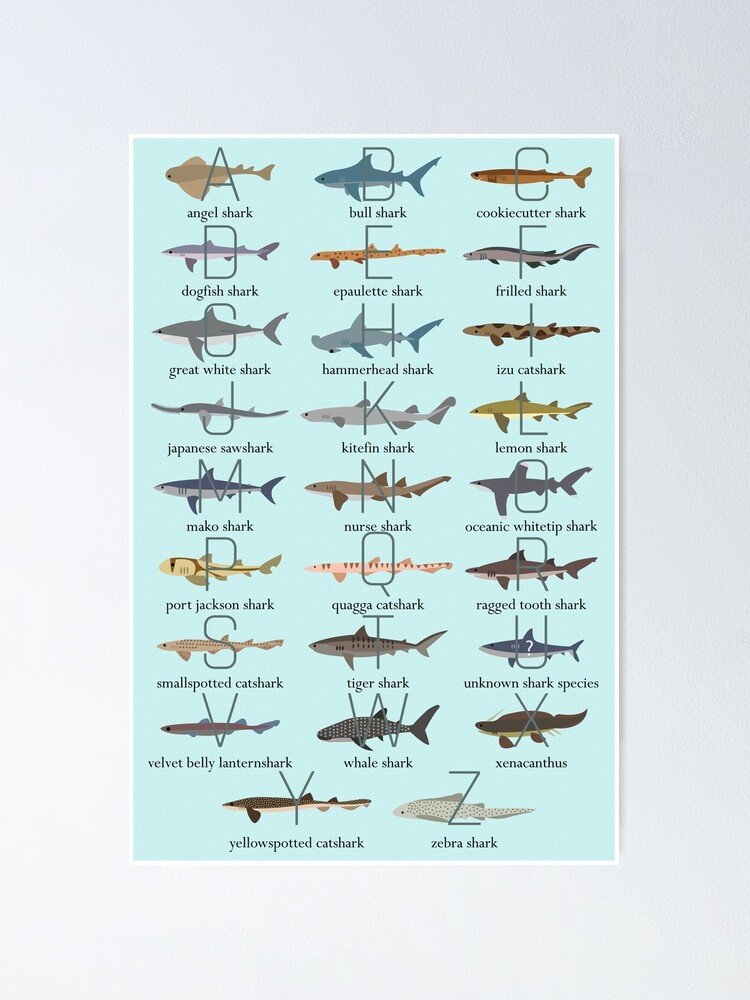 "Shark Alphabet" Poster for Sale by babybigfoot | Redbubble