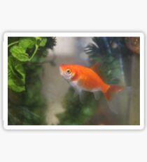 Goldfish: Stickers | Redbubble