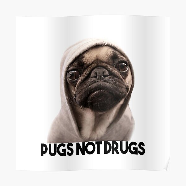 "Pugs Not Drugs" Poster by amandagolf59 | Redbubble