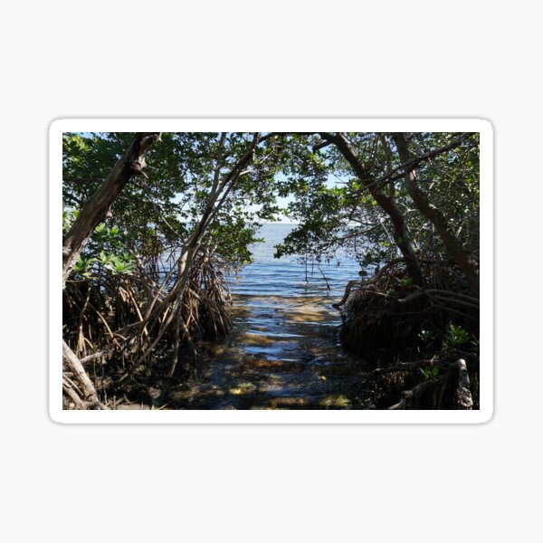 "Water in Mangrove Clearing" Sticker for Sale by Sparkleweather | Redbubble