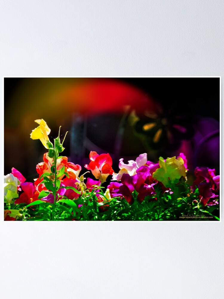 "Flash - of Color!" Poster by michaelasamples | Redbubble