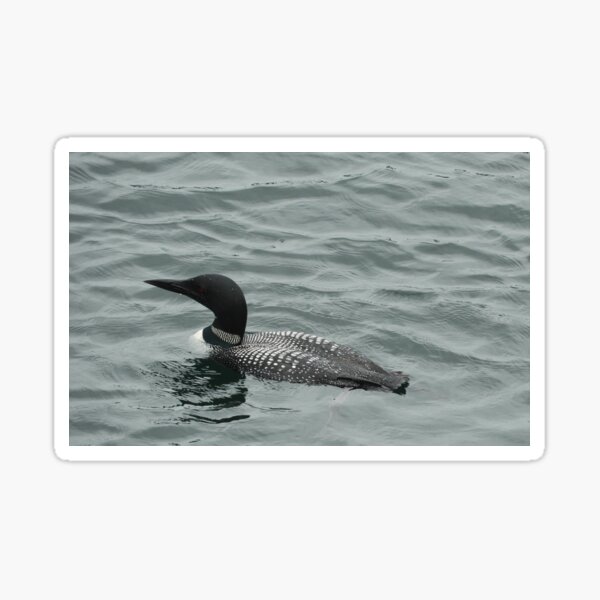 " Common Loon Fishing On Star Lake" Sticker for Sale by Heike16CK ...