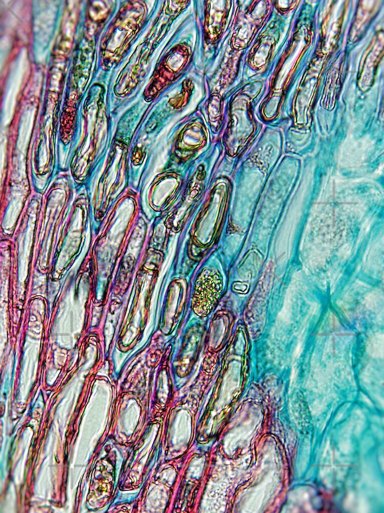 "cycad tree, epidermal cells; plant anatomy, microscopy" Sticker for ...