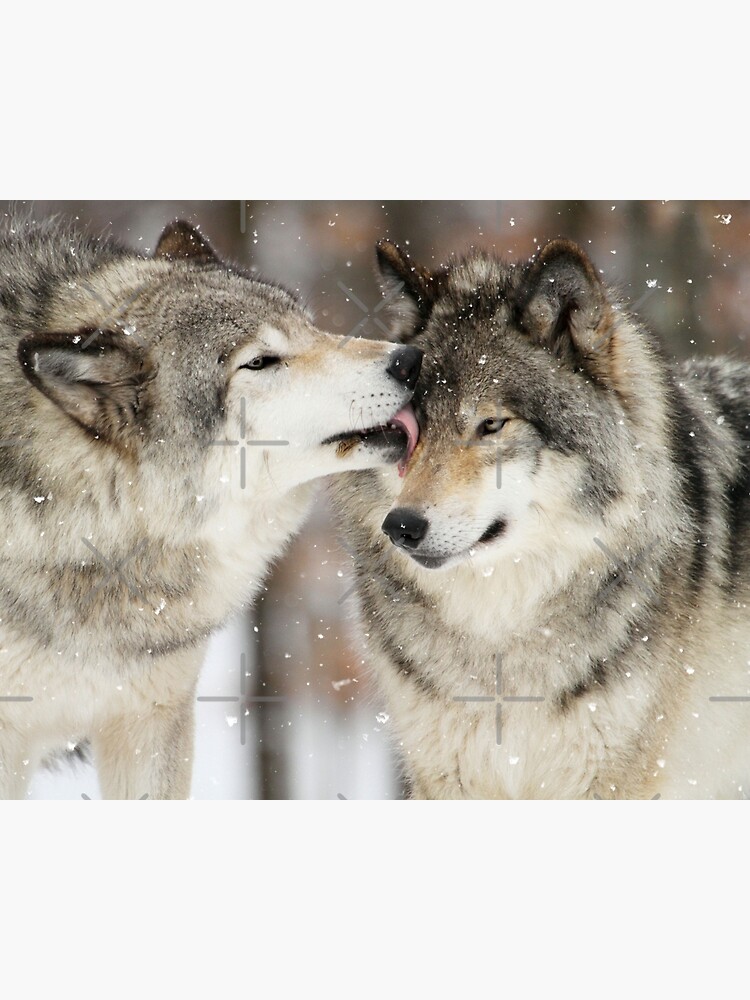 "Wolf Kisses" Canvas Print by locustgirl | Redbubble