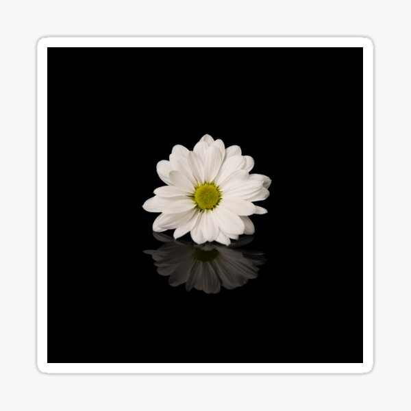 "Miss Daisy and its reflection" Sticker for Sale by Izahcreation ...