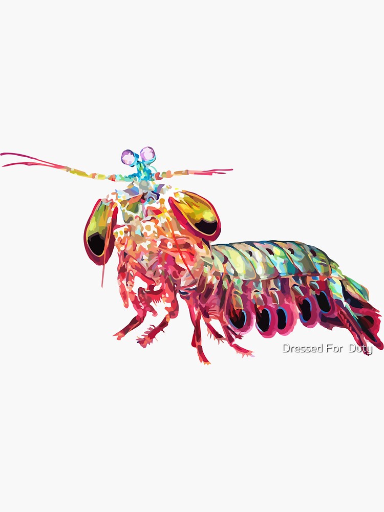 "Rainbow Peacock Mantis Shrimp Science Under Water Creatures" Sticker ...