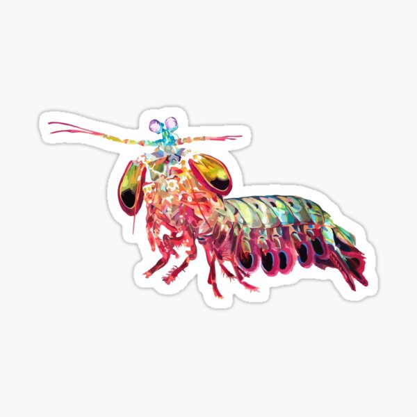 "Rainbow Peacock Mantis Shrimp Science Under Water Creatures" Sticker ...