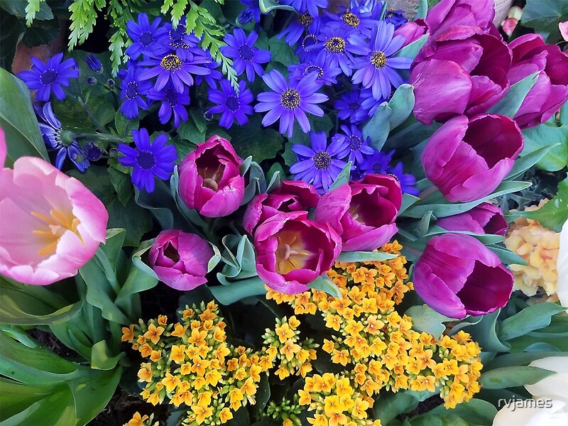 "Floral Spectacular: Blue, Plum and Gold - Olbrich Botanical Gardens ...