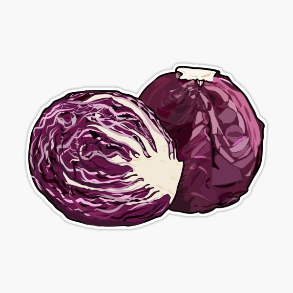 Rotkohlillustration 150+ Grafiken, Lizenzfreie Vektorgrafiken Und