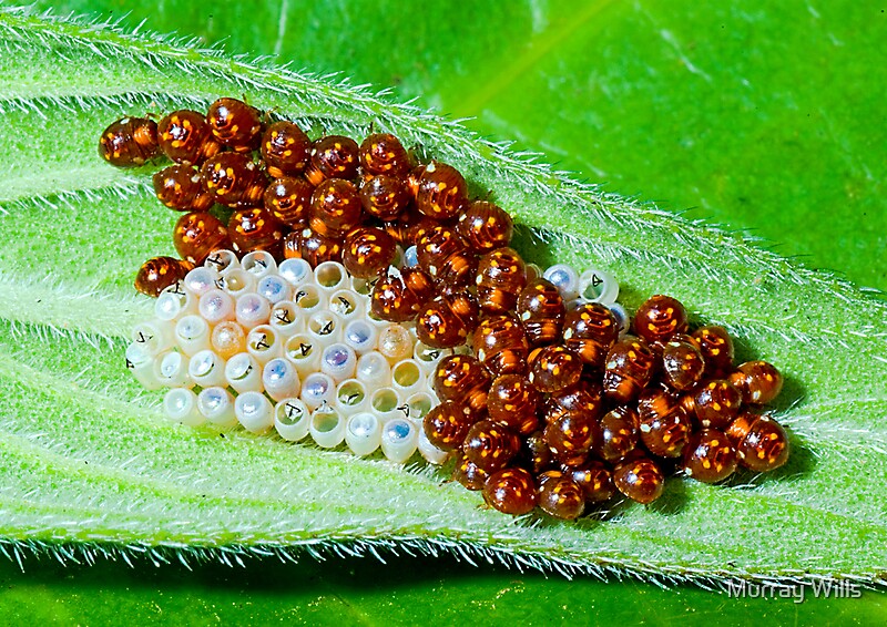 "Young "True Bugs"" by Murray Wills | Redbubble