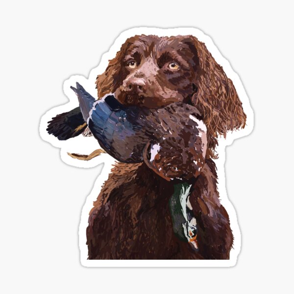 "Boykin Wood Duck " Sticker for Sale by GoldeneyeGundog | Redbubble