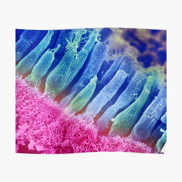 "Microscope Photo of the Rods and Cones of the Human Eye, SEM" Poster ...