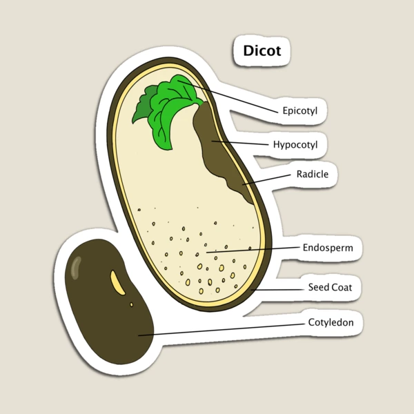 Dicot Seed Diagram