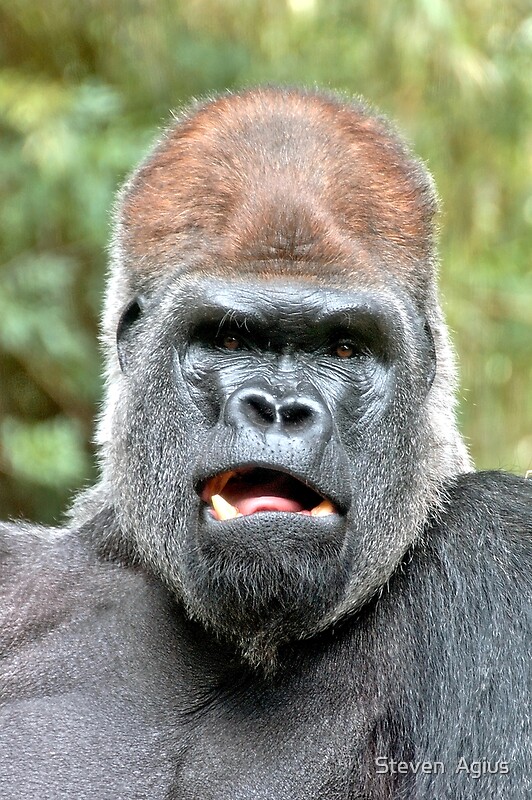 "Portrait of a Silverback" by Steven Agius | Redbubble