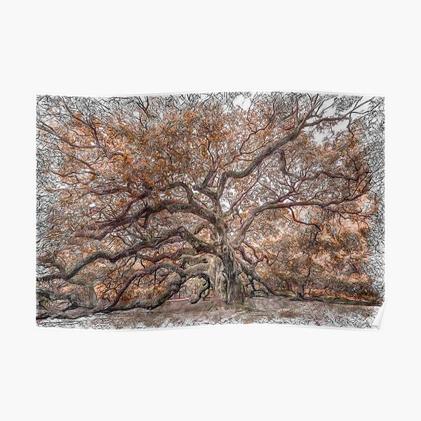 "Angel Oak Tree" Poster for Sale by espinner | Redbubble