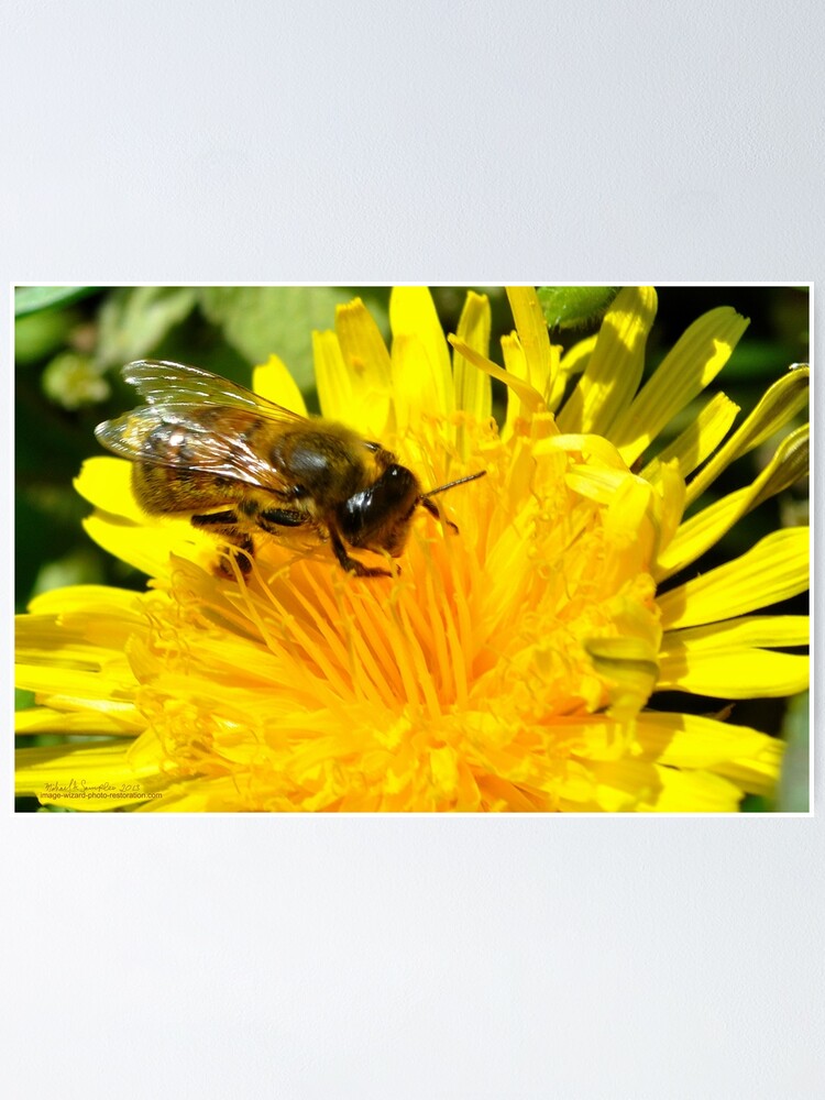 "Bee-licious" Poster by michaelasamples | Redbubble