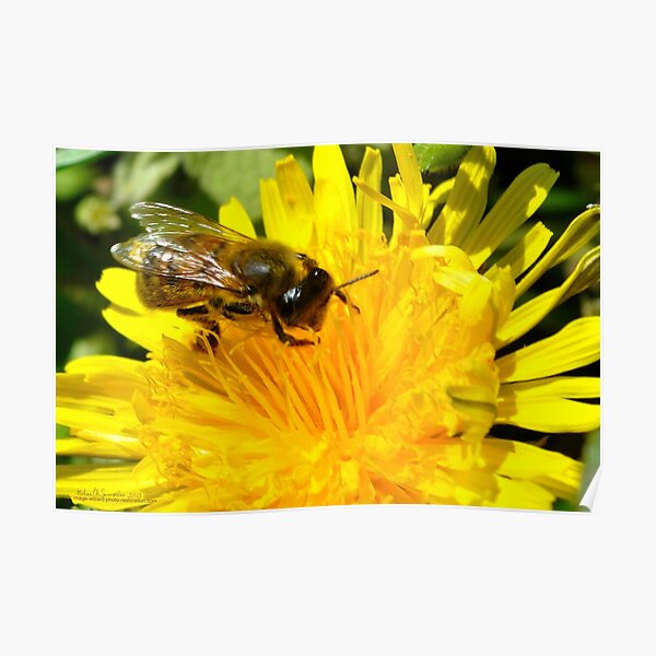 "Bee-licious" Poster by michaelasamples | Redbubble