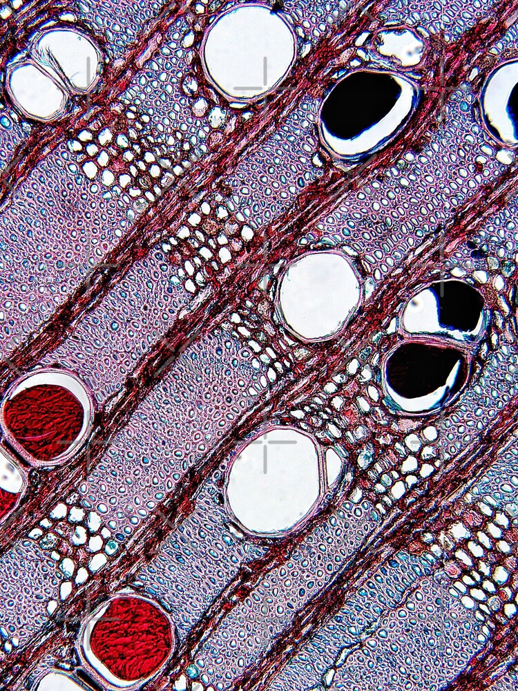 "mahagany tree, wood cells, cross section; plant anatomy, microscopy ...