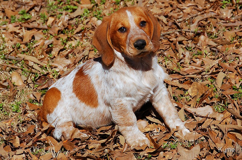 "Beagle Basset Hound Mix Breed Dog" by Kyme | Redbubble