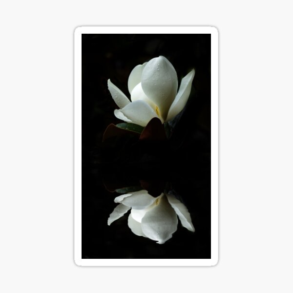 "Magnolia Reflection" Sticker by espinner | Redbubble