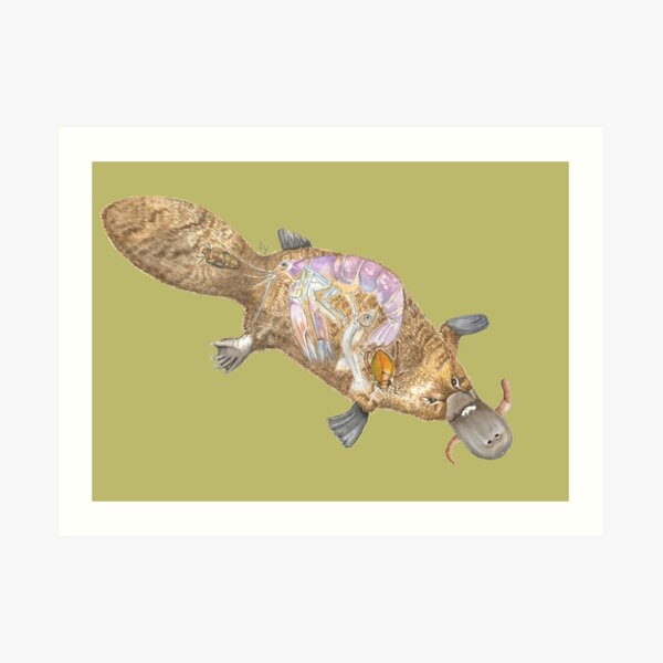 "The Australian platypus with the food they eat inside the outline ...