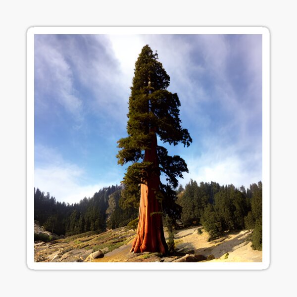 "Majestic Coastal Sequoia Tree Art" Sticker for Sale by Kroop | Redbubble