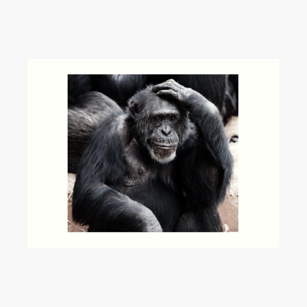 "Confused Ape" Art Print by wasabi67 | Redbubble