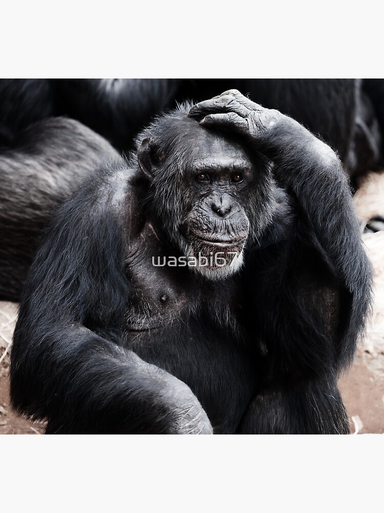 "Confused Ape" Art Print by wasabi67 | Redbubble