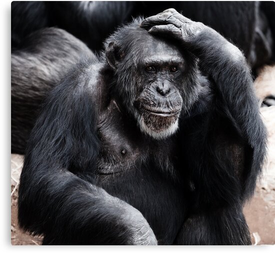 "Confused Ape" Canvas Prints by wasabi67 | Redbubble