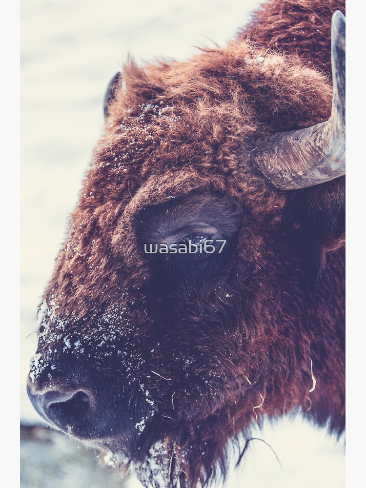 "Bison Face" Sticker for Sale by wasabi67 | Redbubble