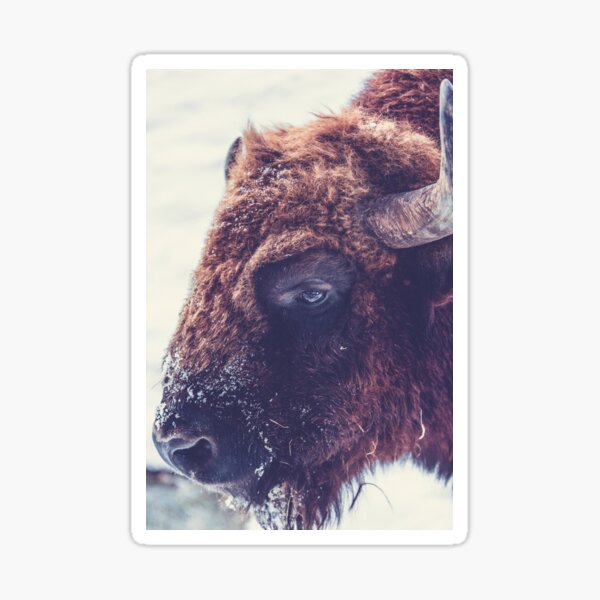 "Bison Face" Sticker for Sale by wasabi67 | Redbubble