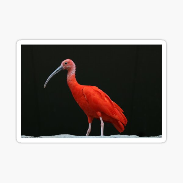 "Scarlet Ibis" Sticker by RickVink | Redbubble