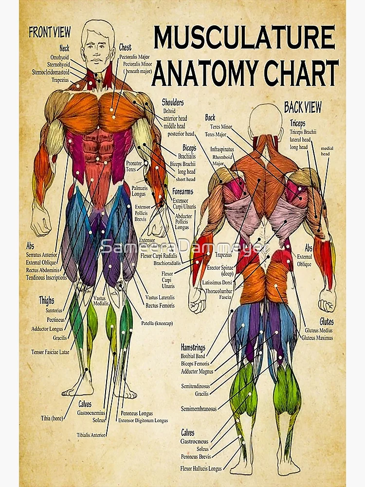 Musculature Anatomy Chart