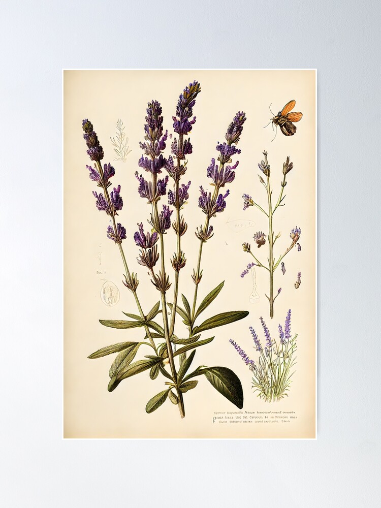 Lavender Botanical Drawing Lavender Botanical Drawing Stock