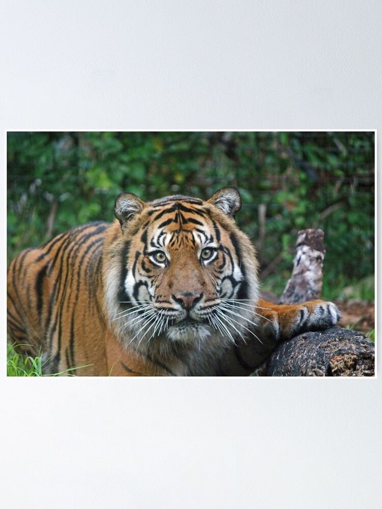 "Sumatran Tiger" Poster by LeanneAllen | Redbubble