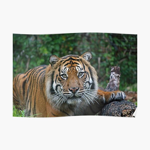 "Sumatran Tiger" Poster by LeanneAllen | Redbubble