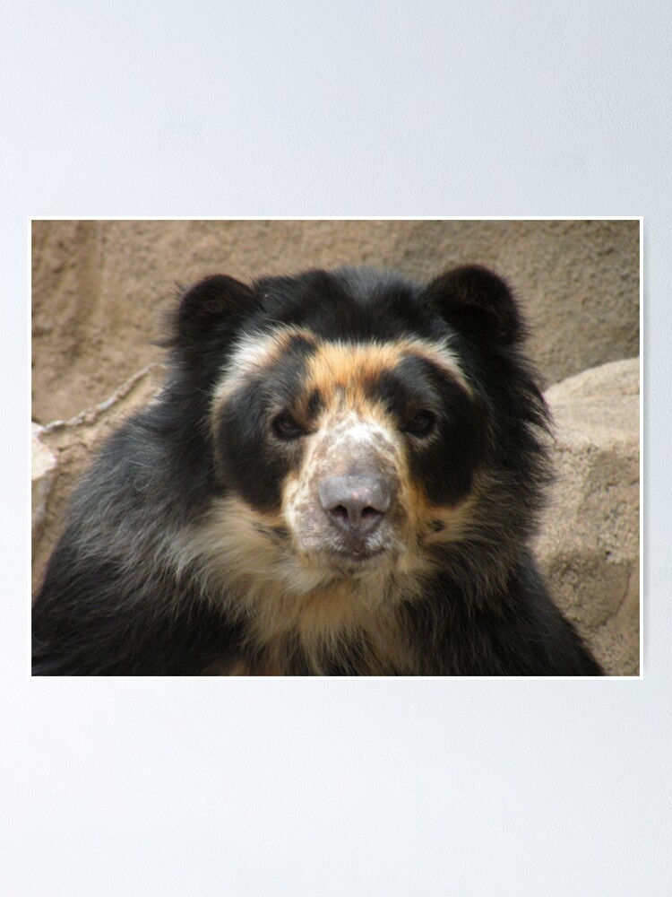 "Fluffy!" Poster by starbucksgirl26 | Redbubble