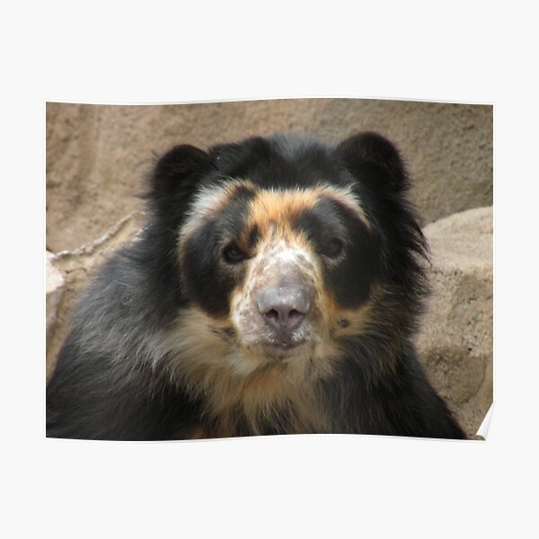 "Fluffy!" Poster by starbucksgirl26 | Redbubble