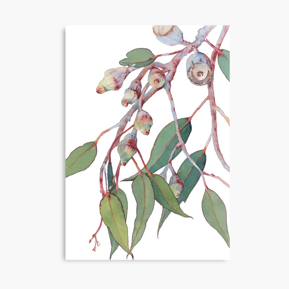 Poster Wall Art Gumnut Watercolour Art Print A4 Australian native ...