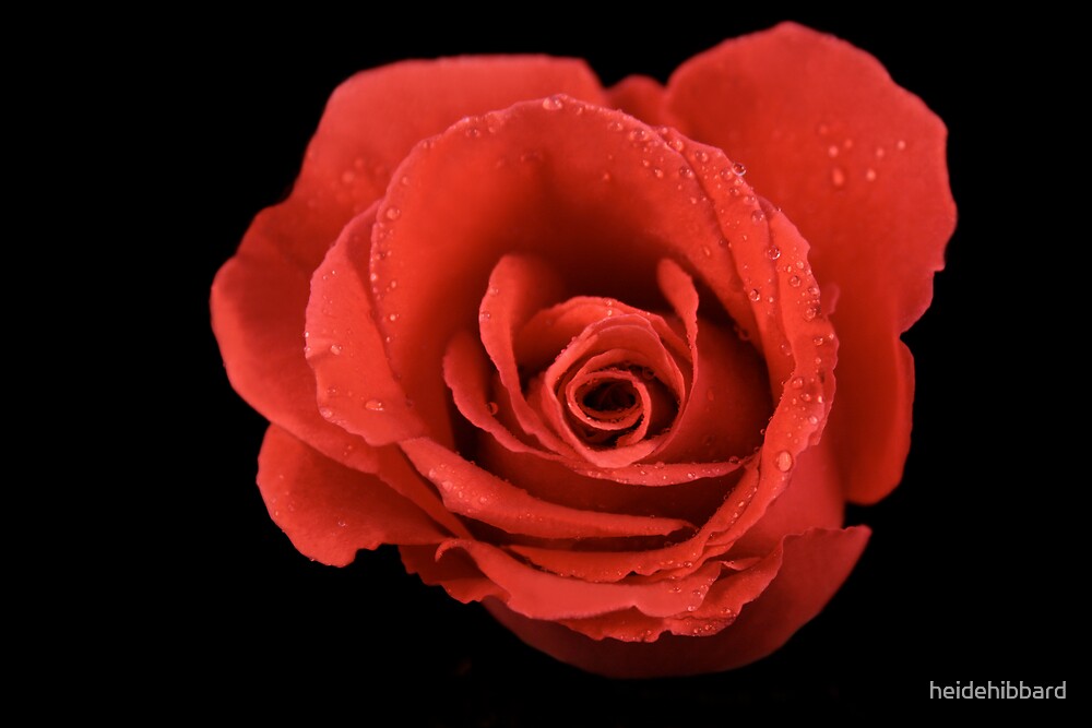 "dramatic red rose on black background" by heidehibbard | Redbubble