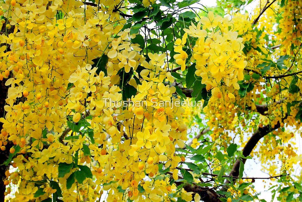 "Ahala flowers" by Thushan Sanjeewa | Redbubble