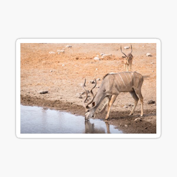 "Large Kudu Drinking at Waterhole" Sticker for Sale by Frogvision ...