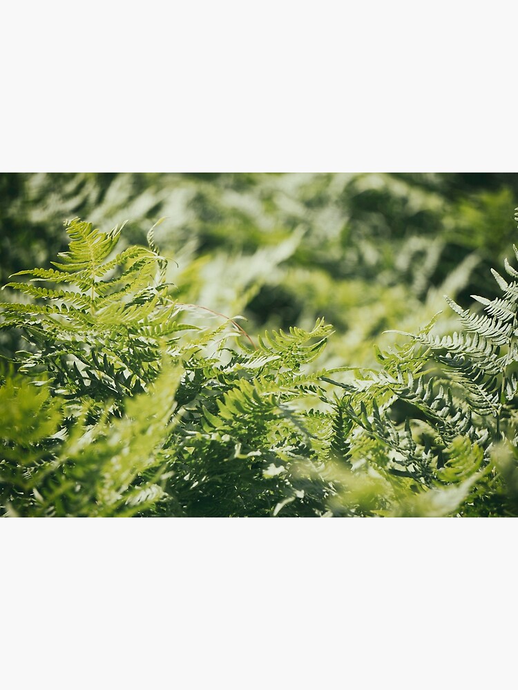 "Fern dance" Poster for Sale by Enkoiu | Redbubble
