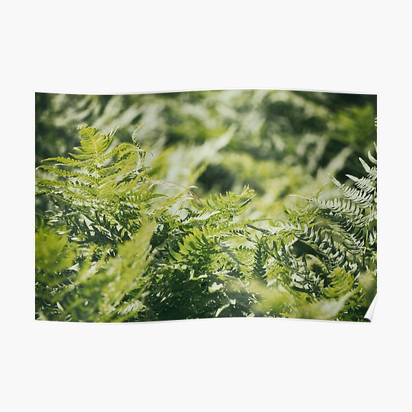 "Fern dance" Poster for Sale by Enkoiu | Redbubble