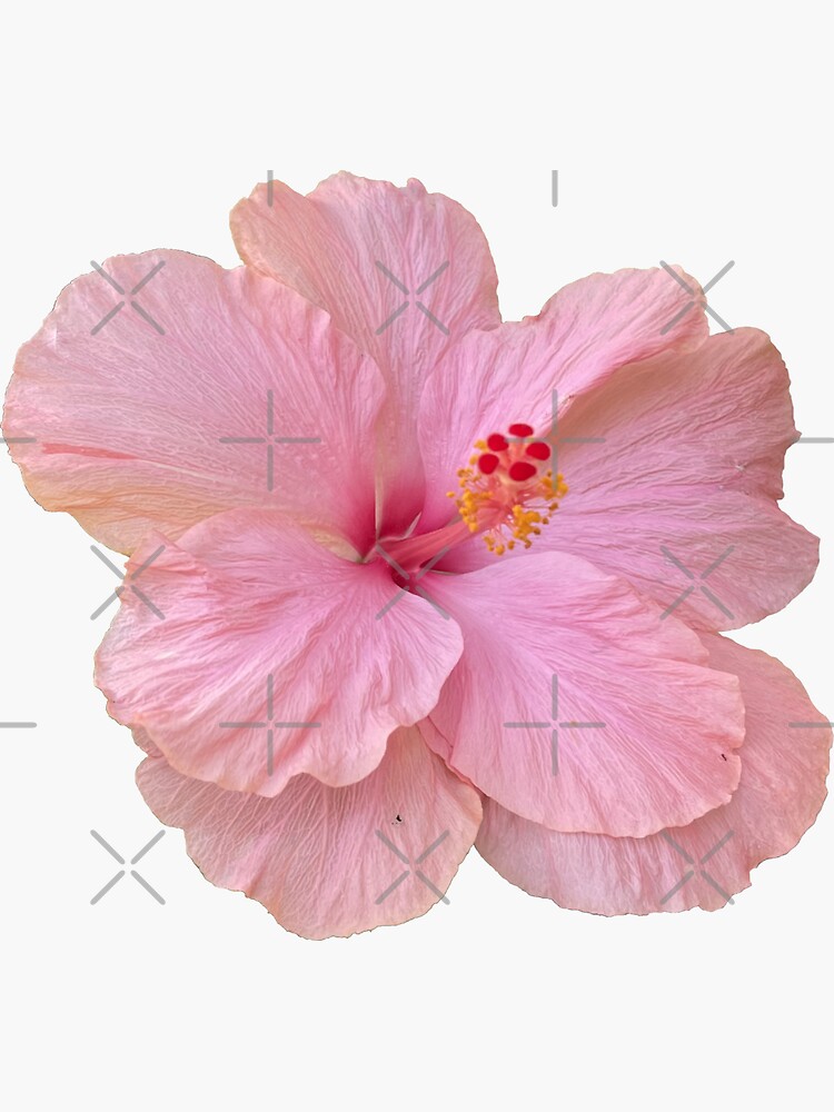 "Cute Pink Hibiscus Flower" Sticker for Sale by Sparkleweather | Redbubble