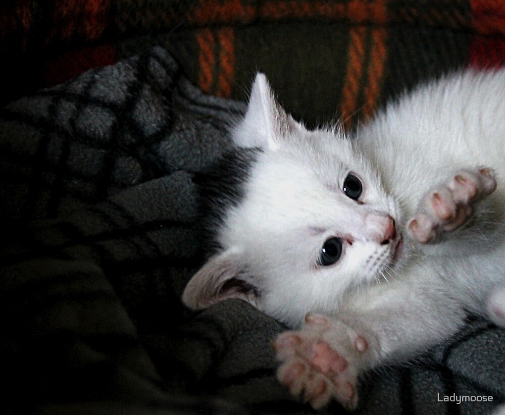 "Pinky Paws" by Ladymoose | Redbubble