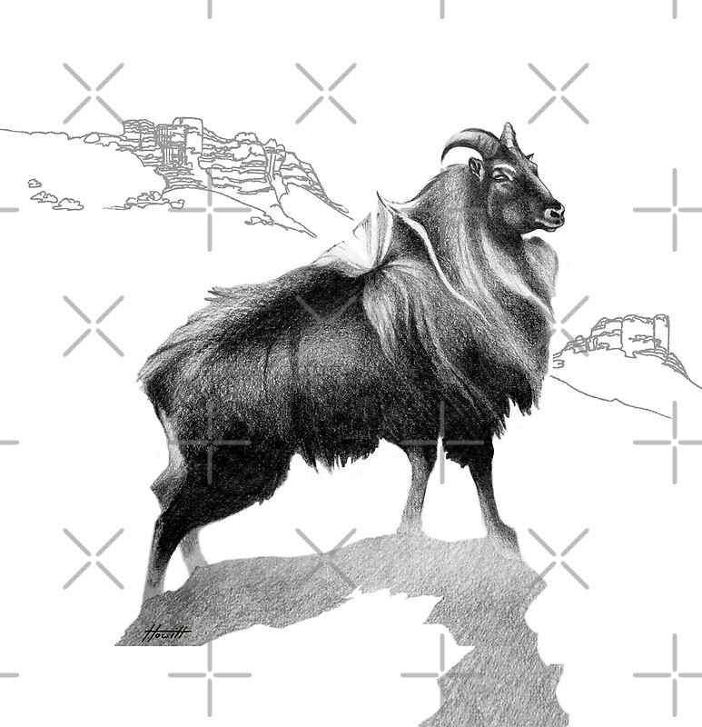 "Bull Tahr (Thar) Sniffing the Breeze" by Patricia Howitt | Redbubble