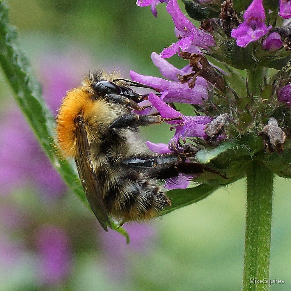 "Common Carder Bumble Bee" by MikeSquires | Redbubble