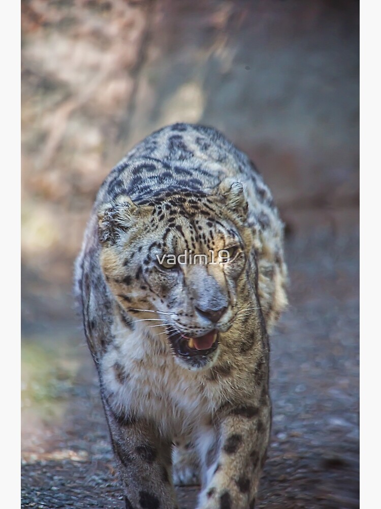 Alaska Zoo Snow Leopard